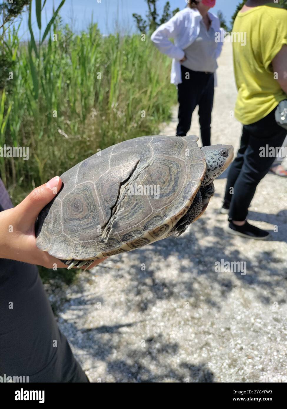 Diamondback Terrapin (Malaclemys terrapin Stock Photo - Alamy