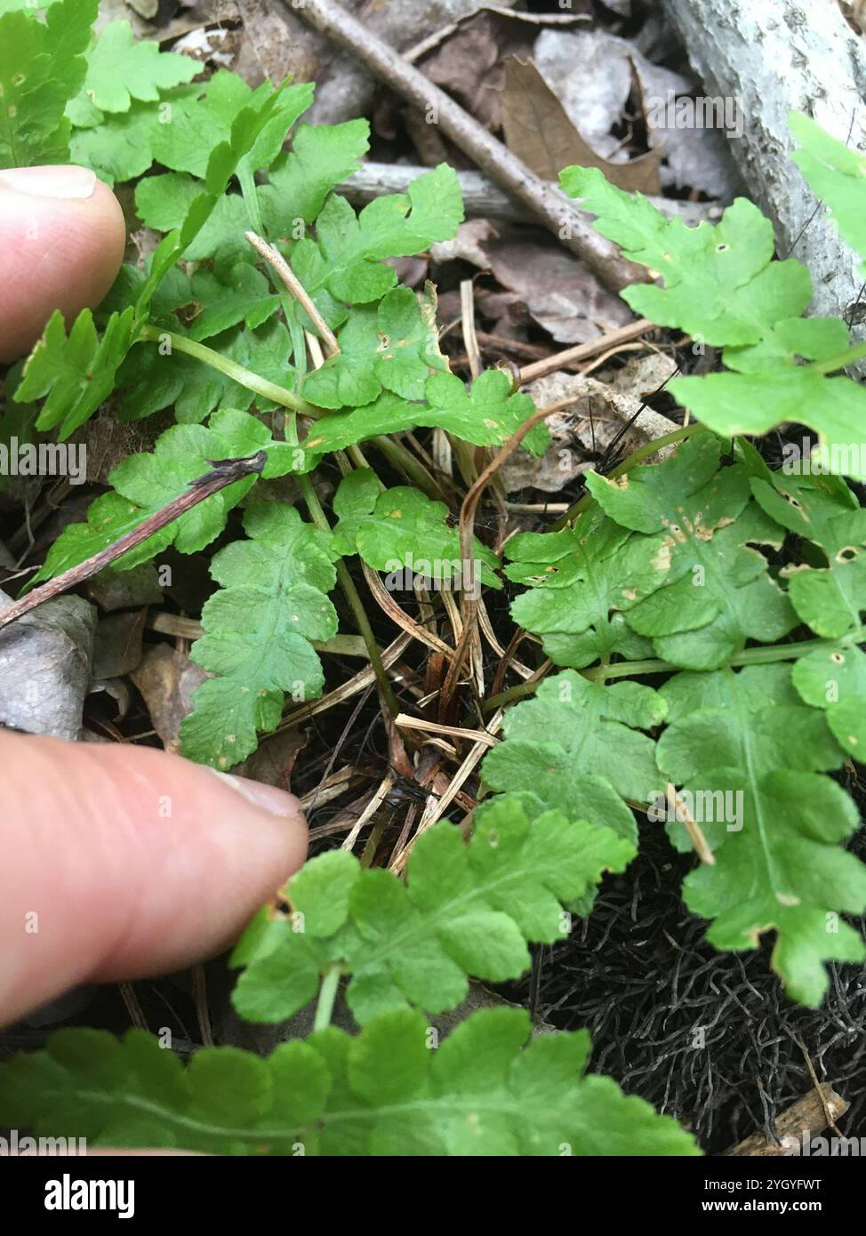 crested wood fern (Dryopteris cristata Stock Photo - Alamy