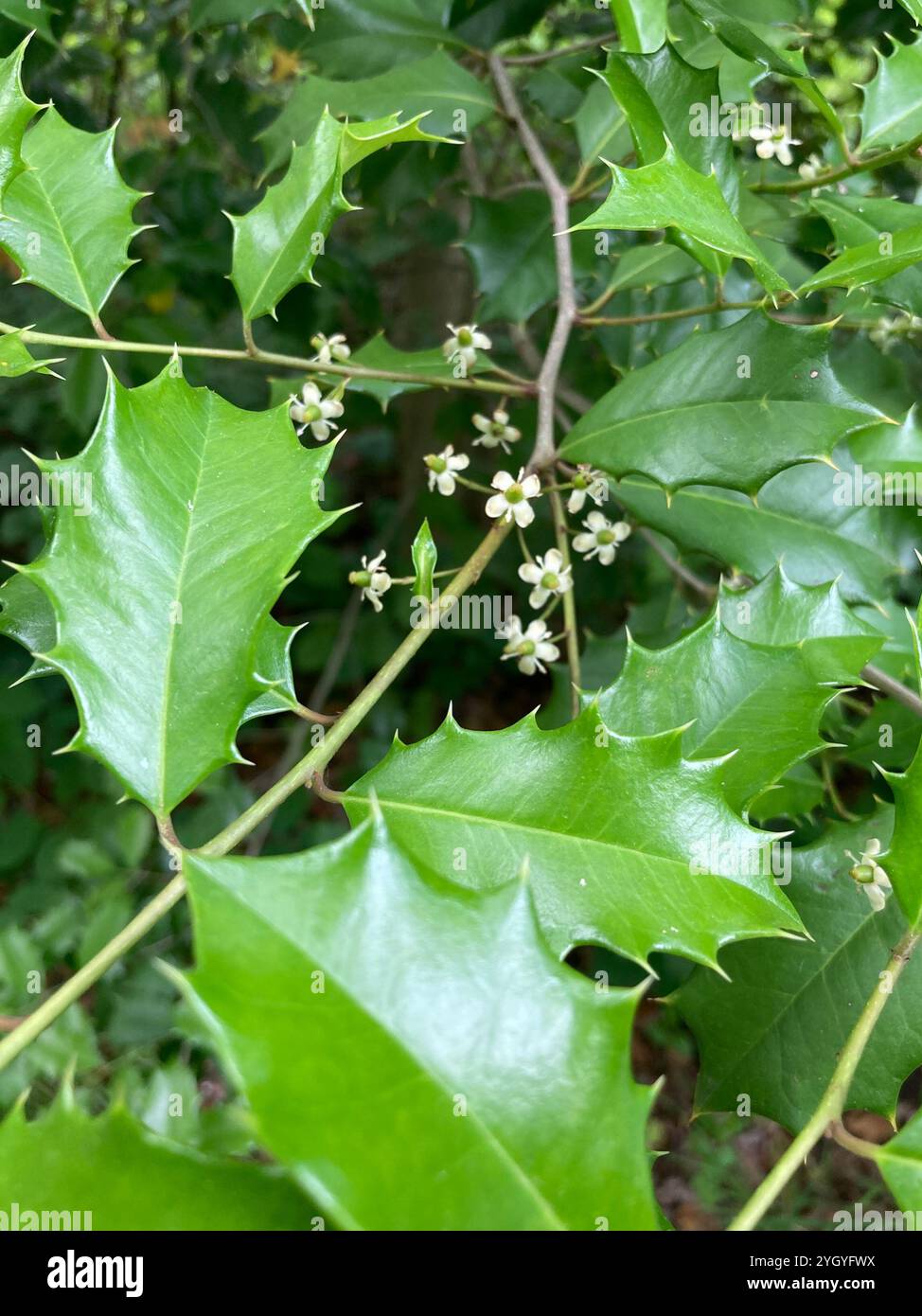 American holly (Ilex opaca Stock Photo - Alamy