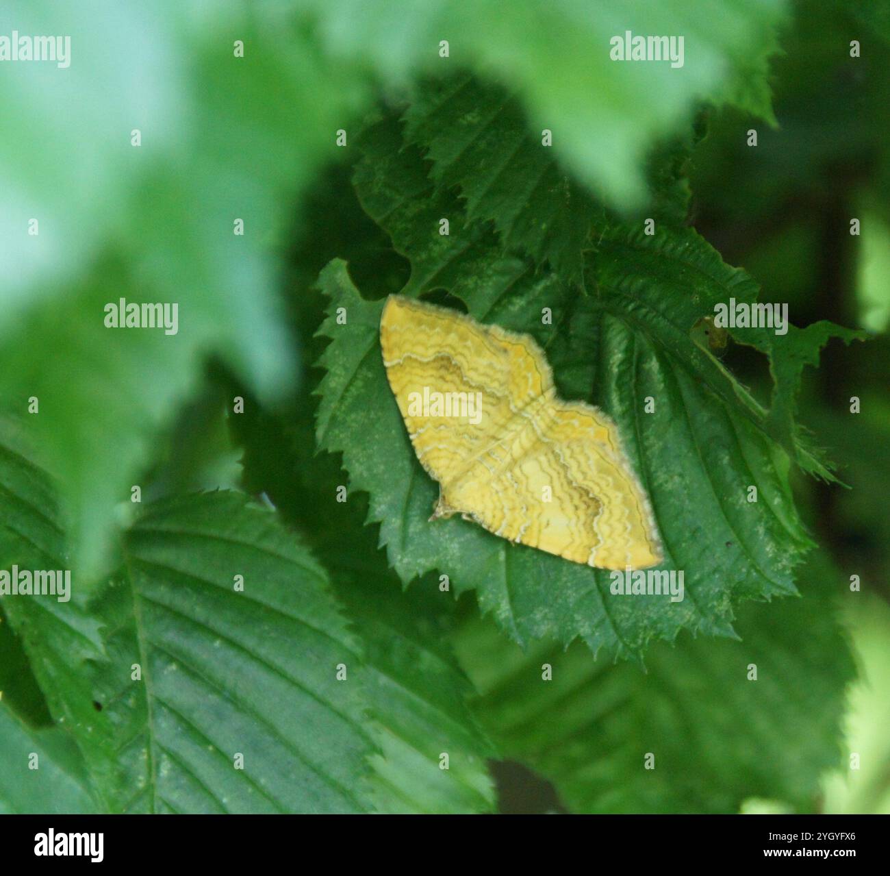Yellow Shell Moth (Camptogramma bilineata Stock Photo - Alamy