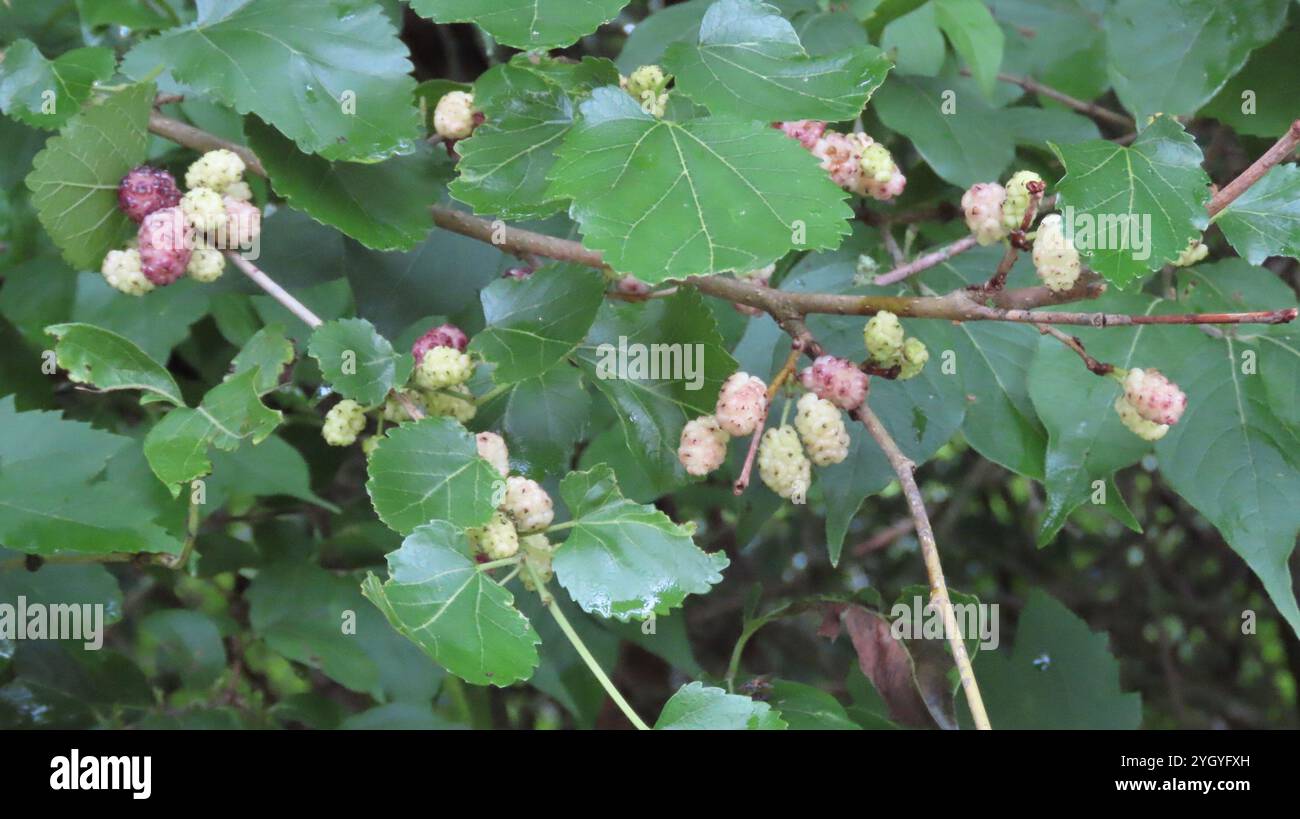 white mulberry (Morus alba Stock Photo - Alamy