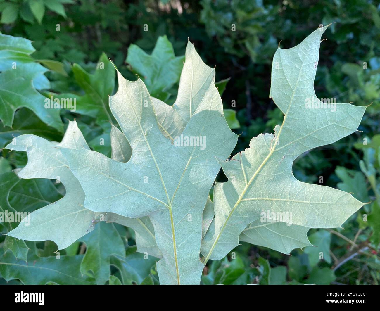 southern red oak (Quercus falcata Stock Photo - Alamy