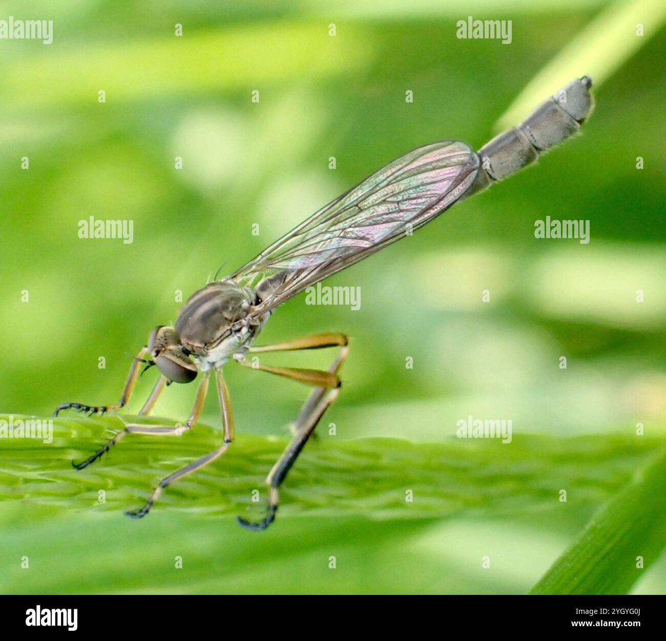 Slender Striped Robberfly (Leptogaster cylindrica Stock Photo - Alamy