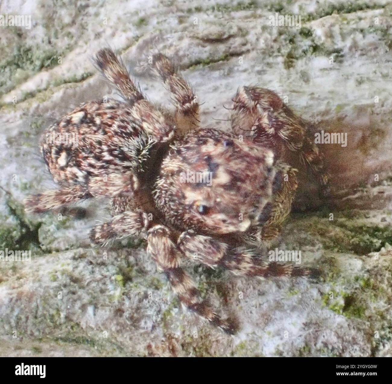 Attulus pubescens hi-res stock photography and images - Alamy