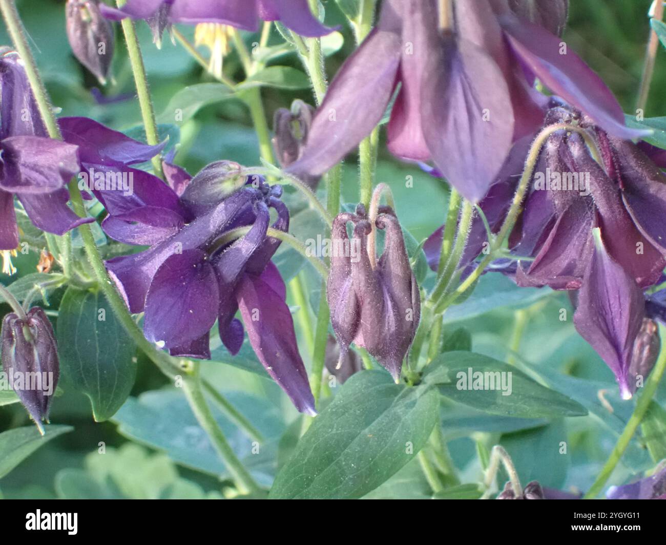 common columbine (Aquilegia vulgaris Stock Photo - Alamy