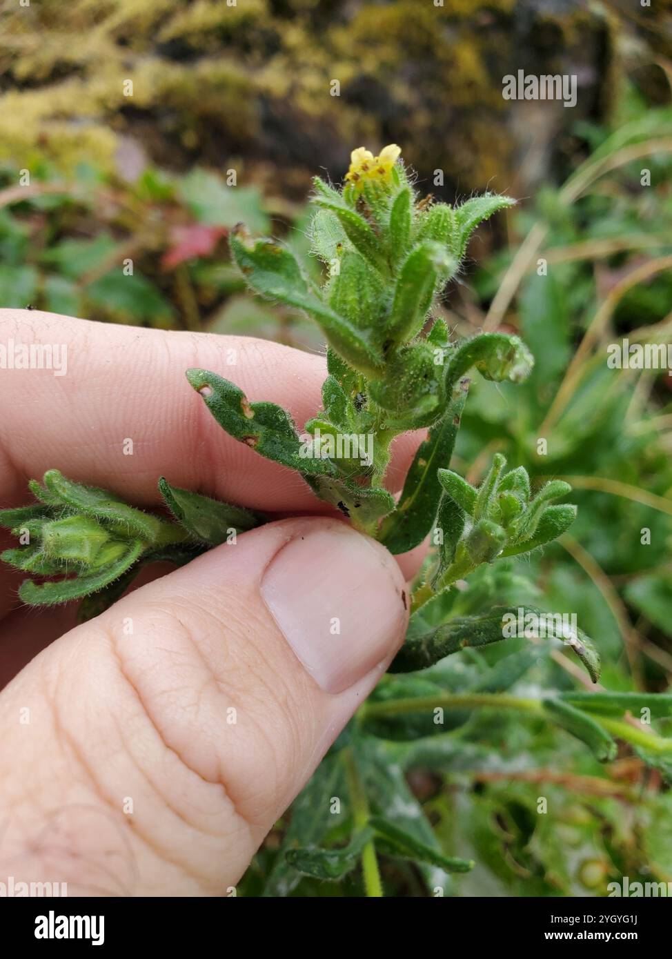 Madia sativa hi-res stock photography and images - Alamy