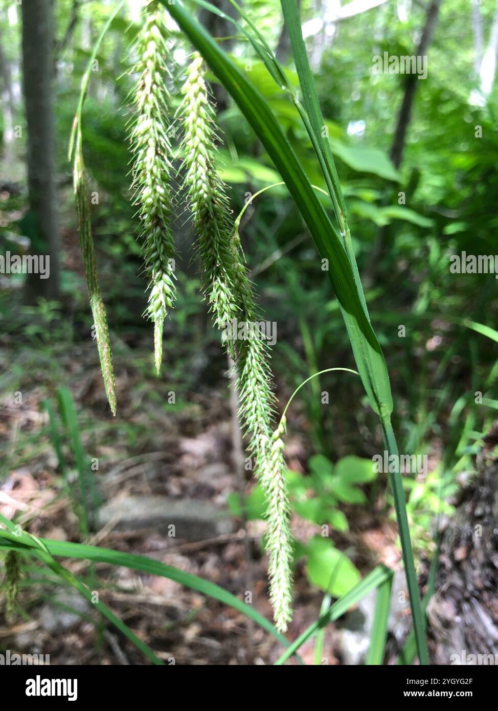nodding sedge (Carex gynandra Stock Photo - Alamy