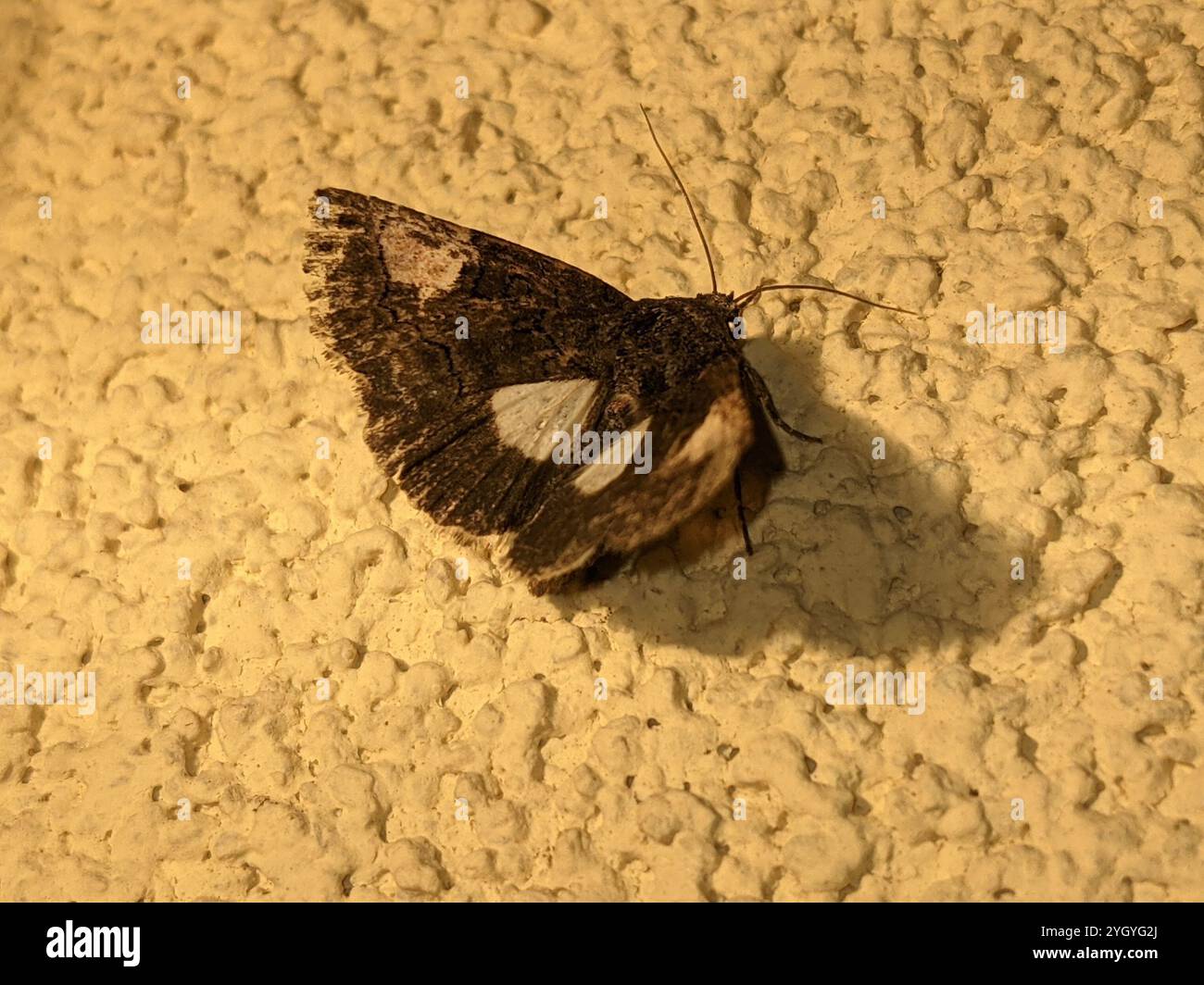 Aedia hi-res stock photography and images - Alamy