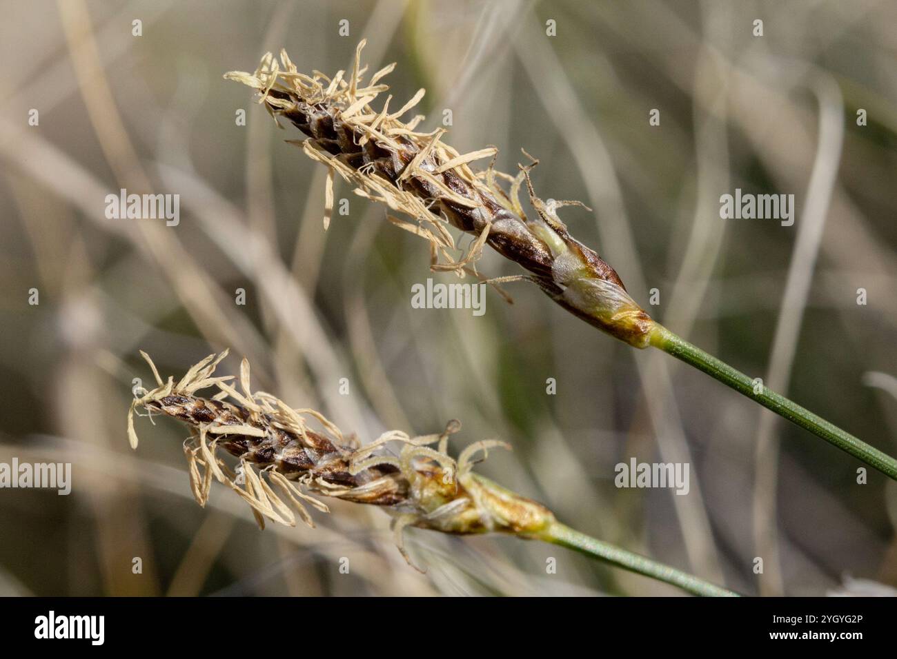 threadleaf sedge (Carex filifolia Stock Photo - Alamy