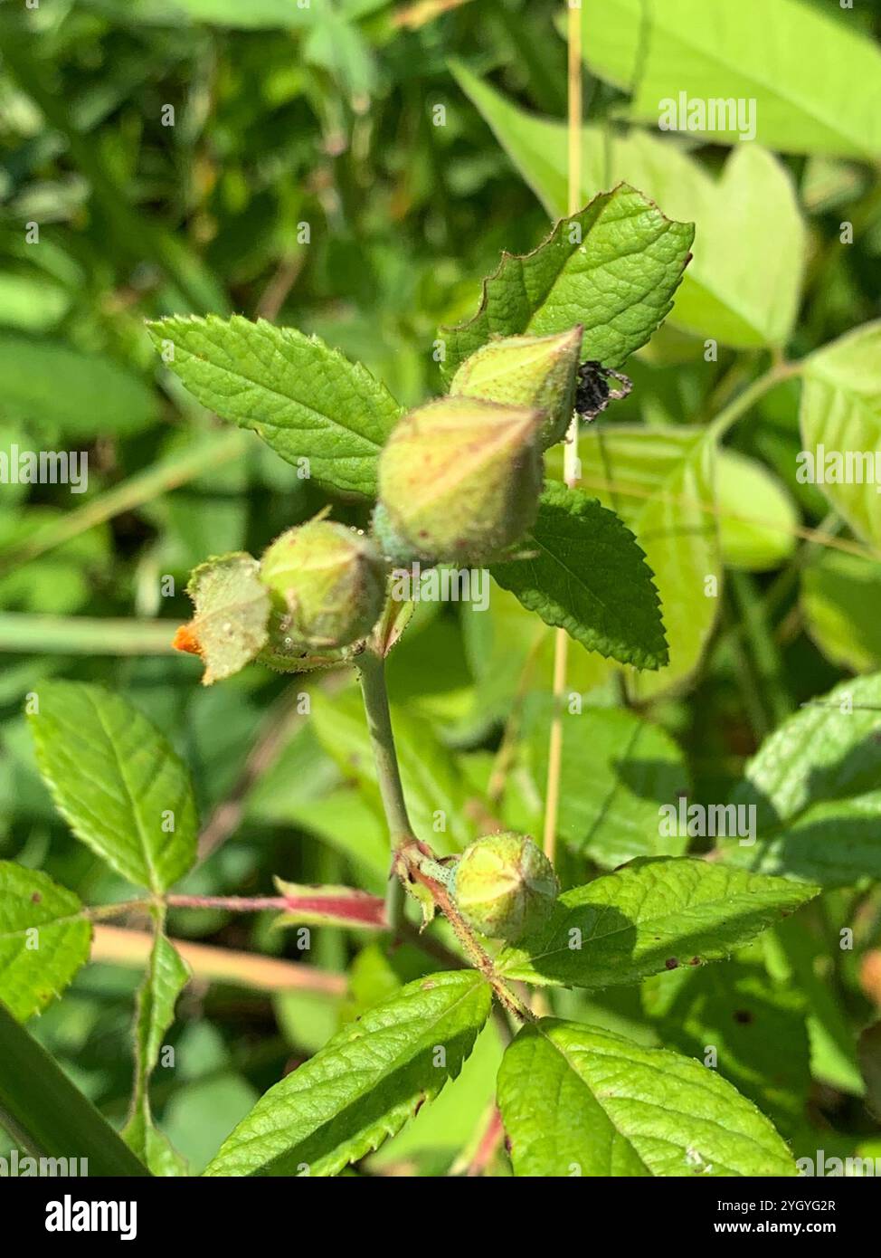 climbing prairie rose (Rosa setigera Stock Photo - Alamy