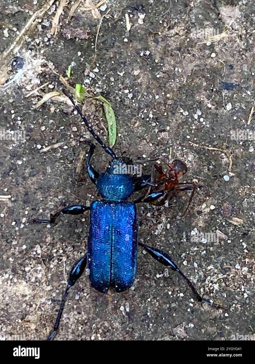 Violet tanbark beetle (Callidium violaceum Stock Photo - Alamy