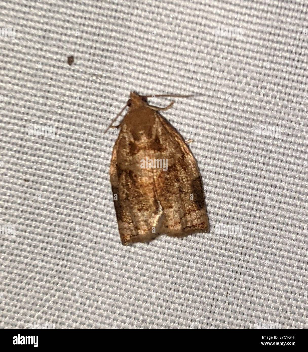 Rose Tortrix Moth (Archips rosana Stock Photo - Alamy
