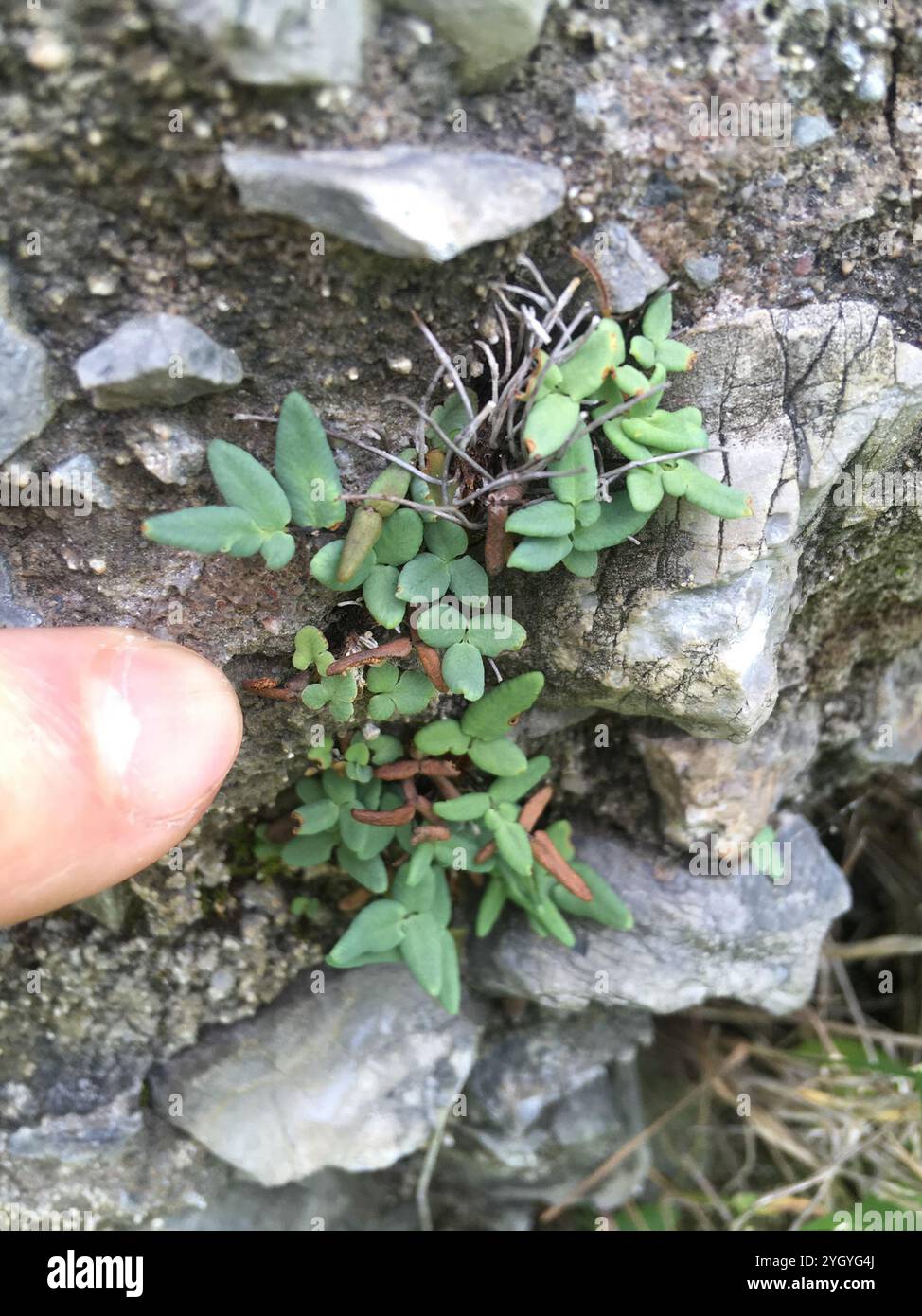 smooth cliffbrake (Pellaea glabella Stock Photo - Alamy