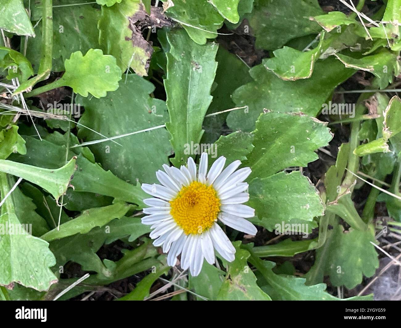 max chrysanthemum (Leucanthemum maximum Stock Photo - Alamy