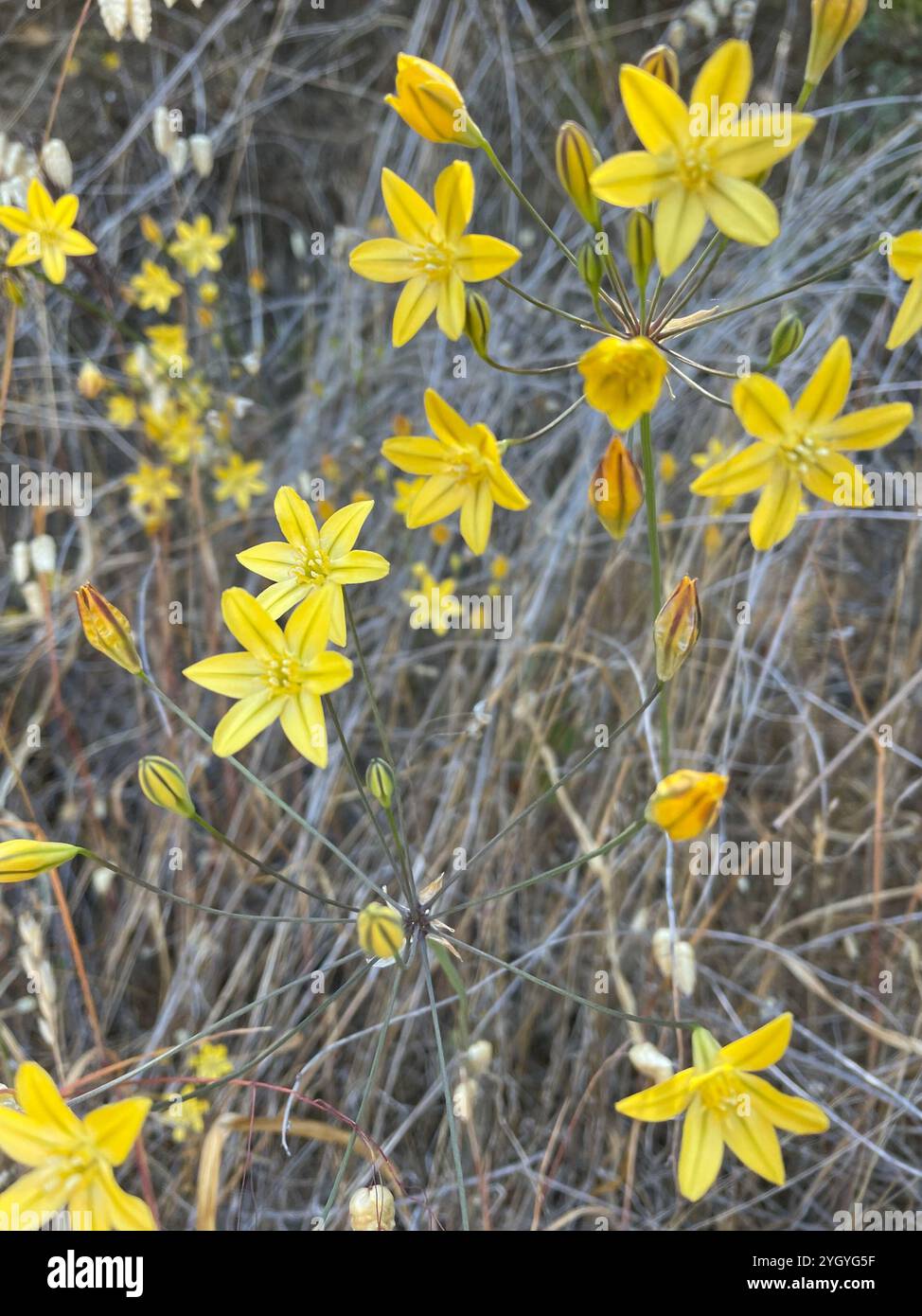 golden brodiaea (Triteleia ixioides ixioides Stock Photo - Alamy