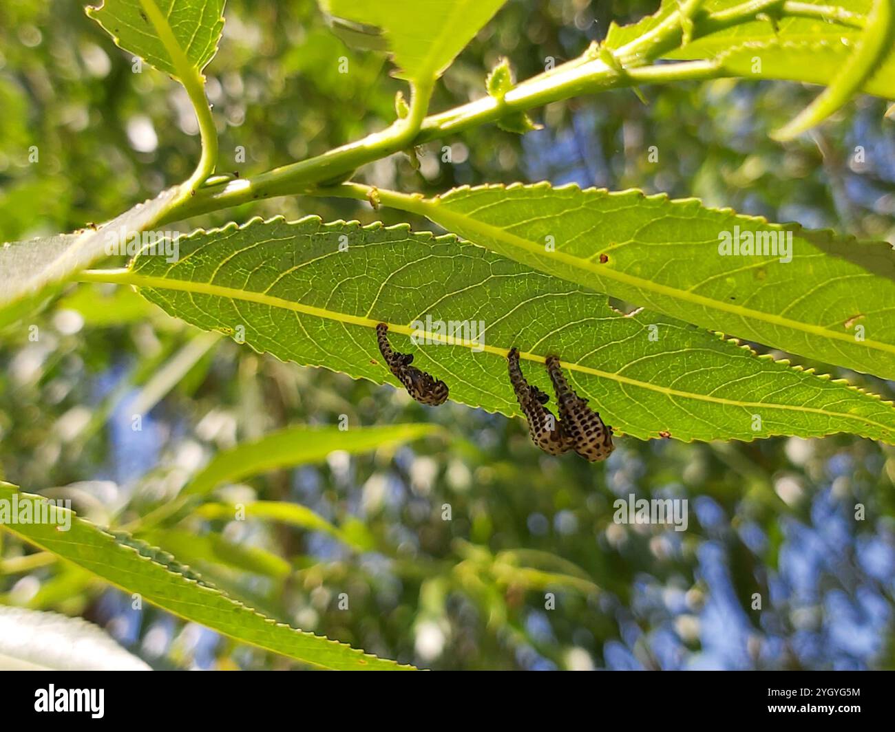 Spotted willow leaf beetle hi-res stock photography and images - Alamy