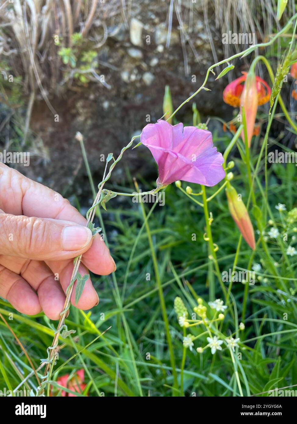 Pacific False Bindweed (Calystegia purpurata Stock Photo - Alamy