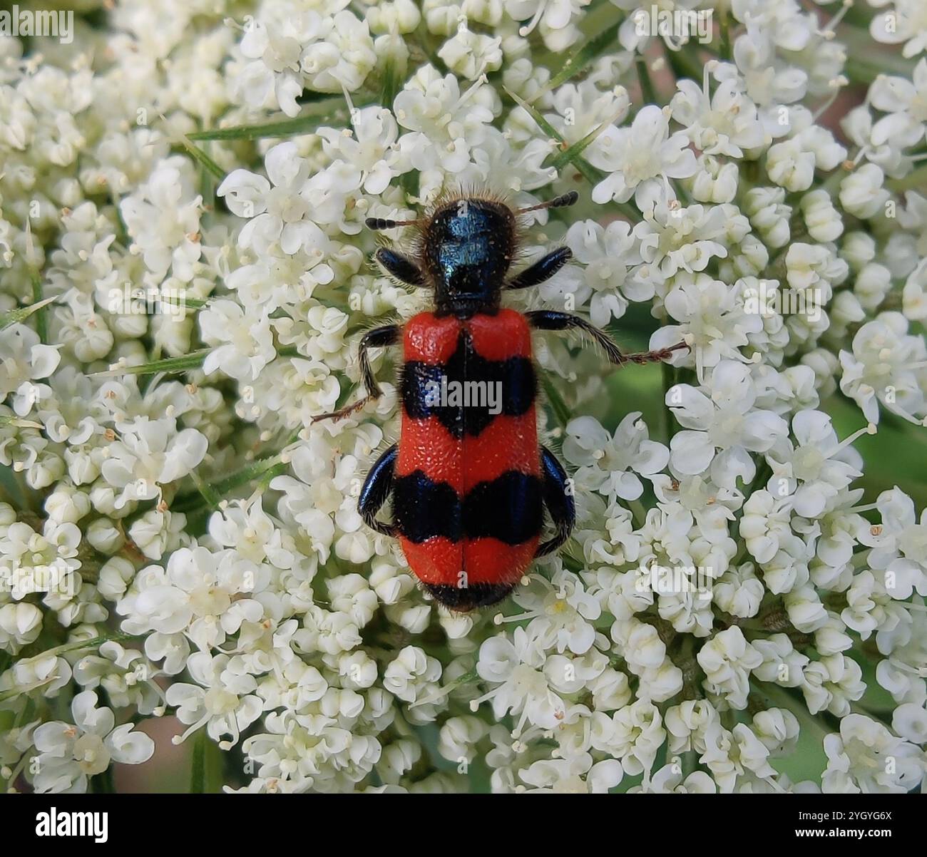 Bee-eating Beetle (Trichodes apiarius Stock Photo - Alamy