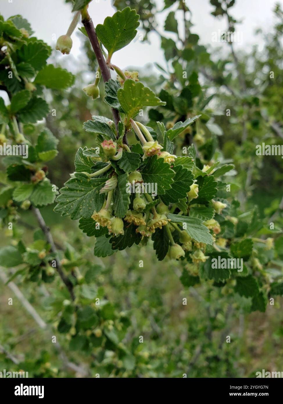 Alderleaf Mountain Mahogany (Cercocarpus montanus Stock Photo - Alamy