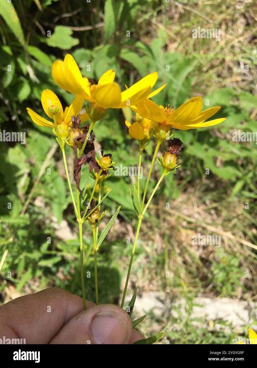Greater Tickseed (Coreopsis major Stock Photo - Alamy