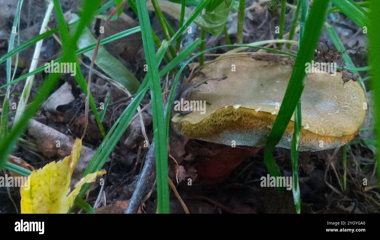 Red-cracking Bolete (Xerocomellus chrysenteron Stock Photo - Alamy