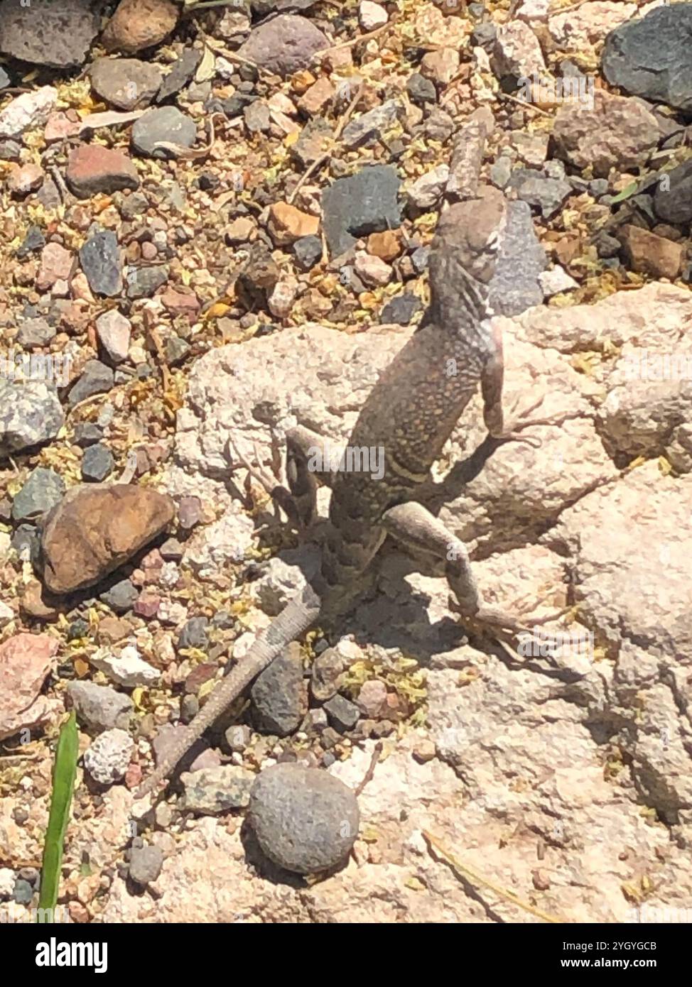Greater Earless Lizard (Cophosaurus texanus Stock Photo - Alamy