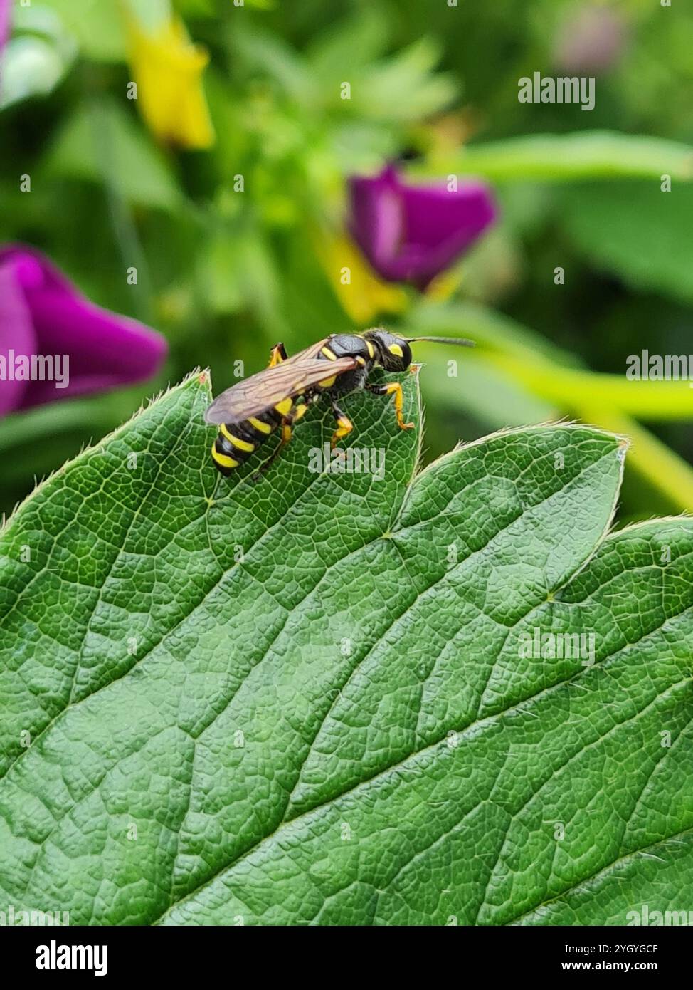 Typical Weevil Wasps and Allies (Cerceris Stock Photo - Alamy