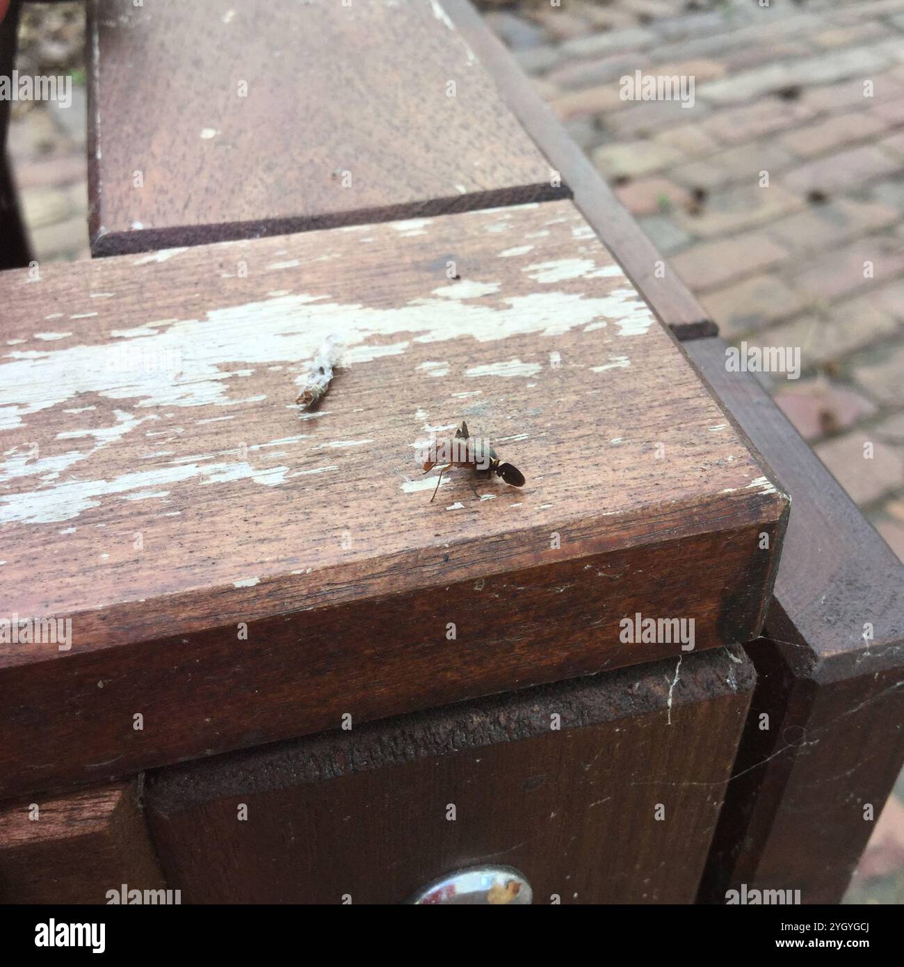 Common Picture-winged Fly (Delphinia picta Stock Photo - Alamy