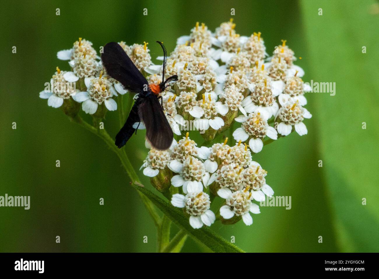Grapeleaf Skeletonizer Moth (Harrisina americana Stock Photo - Alamy