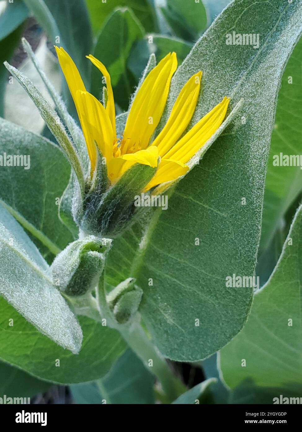woolly mule's ears (Wyethia mollis Stock Photo - Alamy