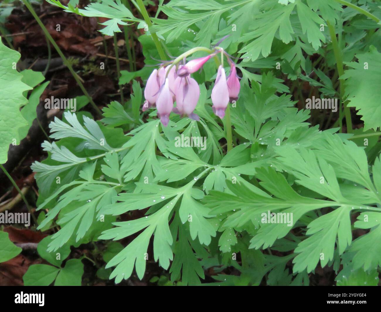 Pacific Bleeding Heart (Dicentra formosa Stock Photo - Alamy