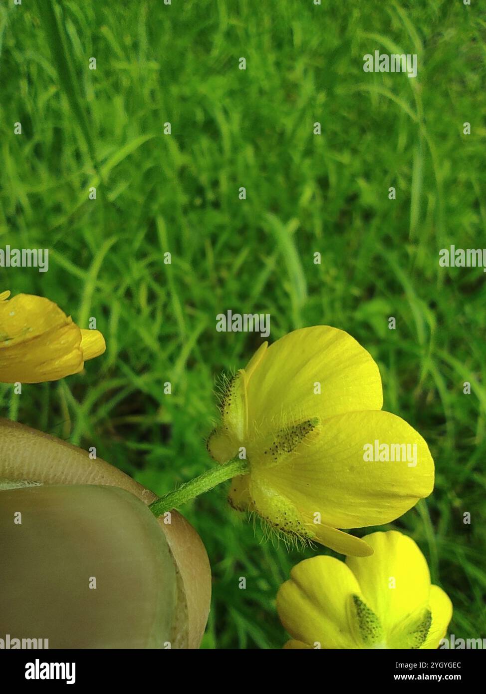 Multi-flowered Buttercup (Ranunculus polyanthemos Stock Photo - Alamy