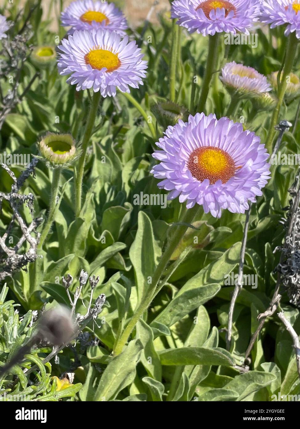 seaside daisy (Erigeron glaucus Stock Photo - Alamy