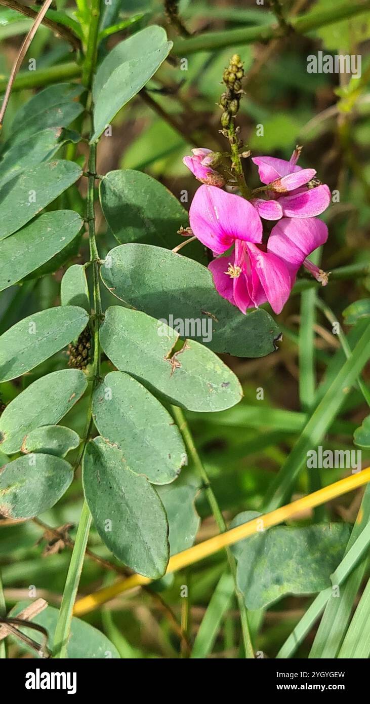 Australian Indigo (Indigofera australis Stock Photo - Alamy
