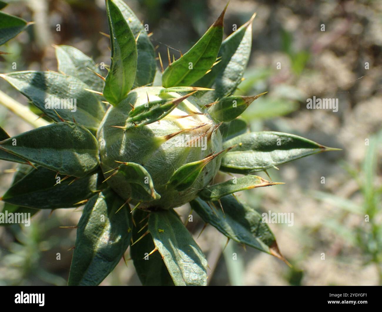 Safflower (Carthamus tinctorius Stock Photo - Alamy