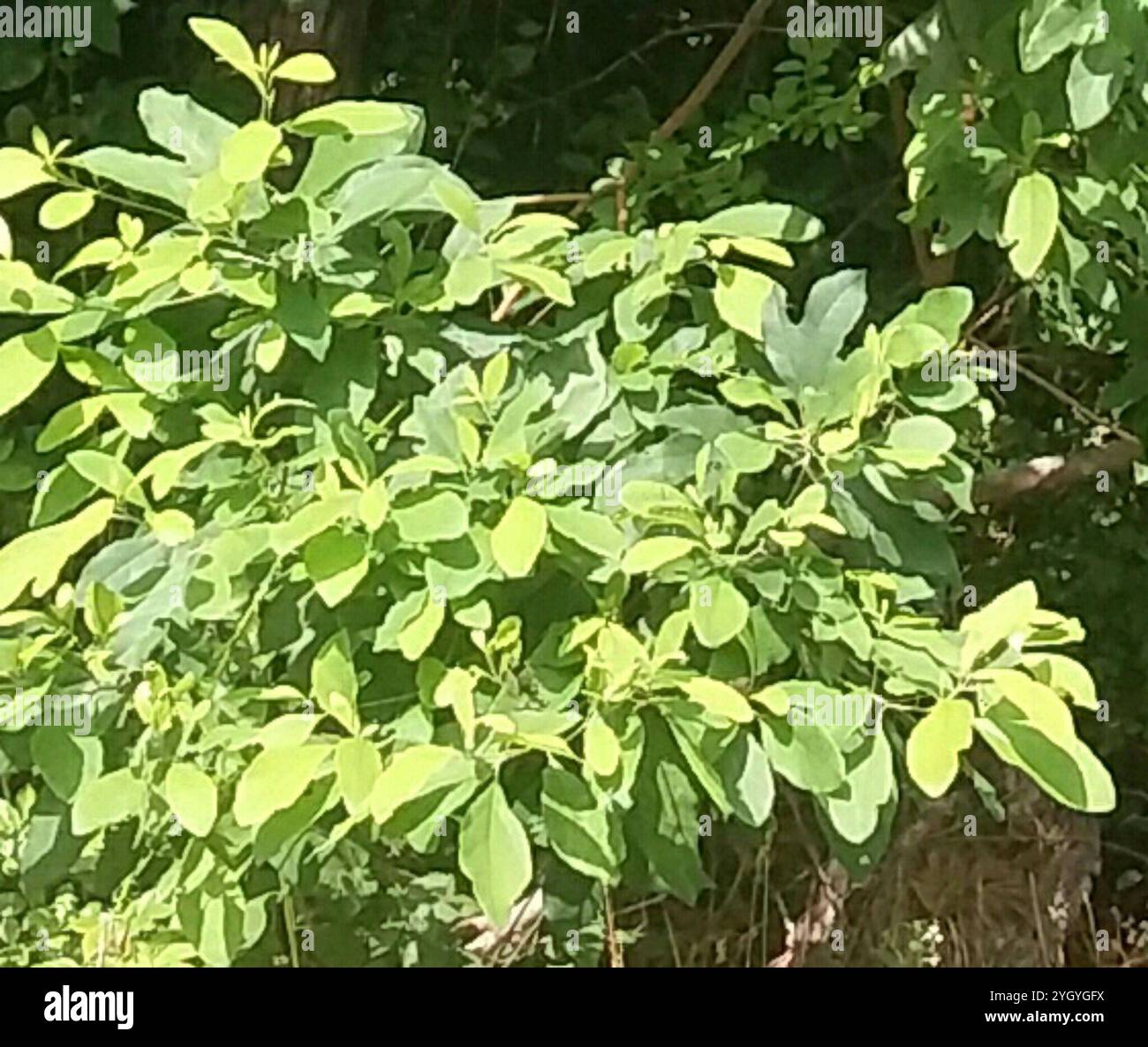 sassafras (Sassafras albidum Stock Photo - Alamy