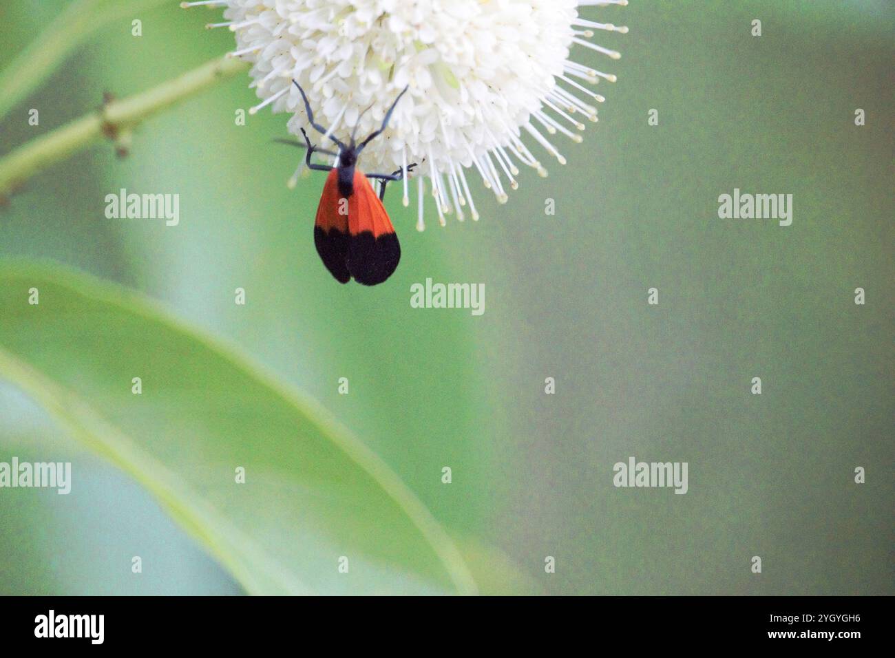 Lycomorpha hi-res stock photography and images - Alamy