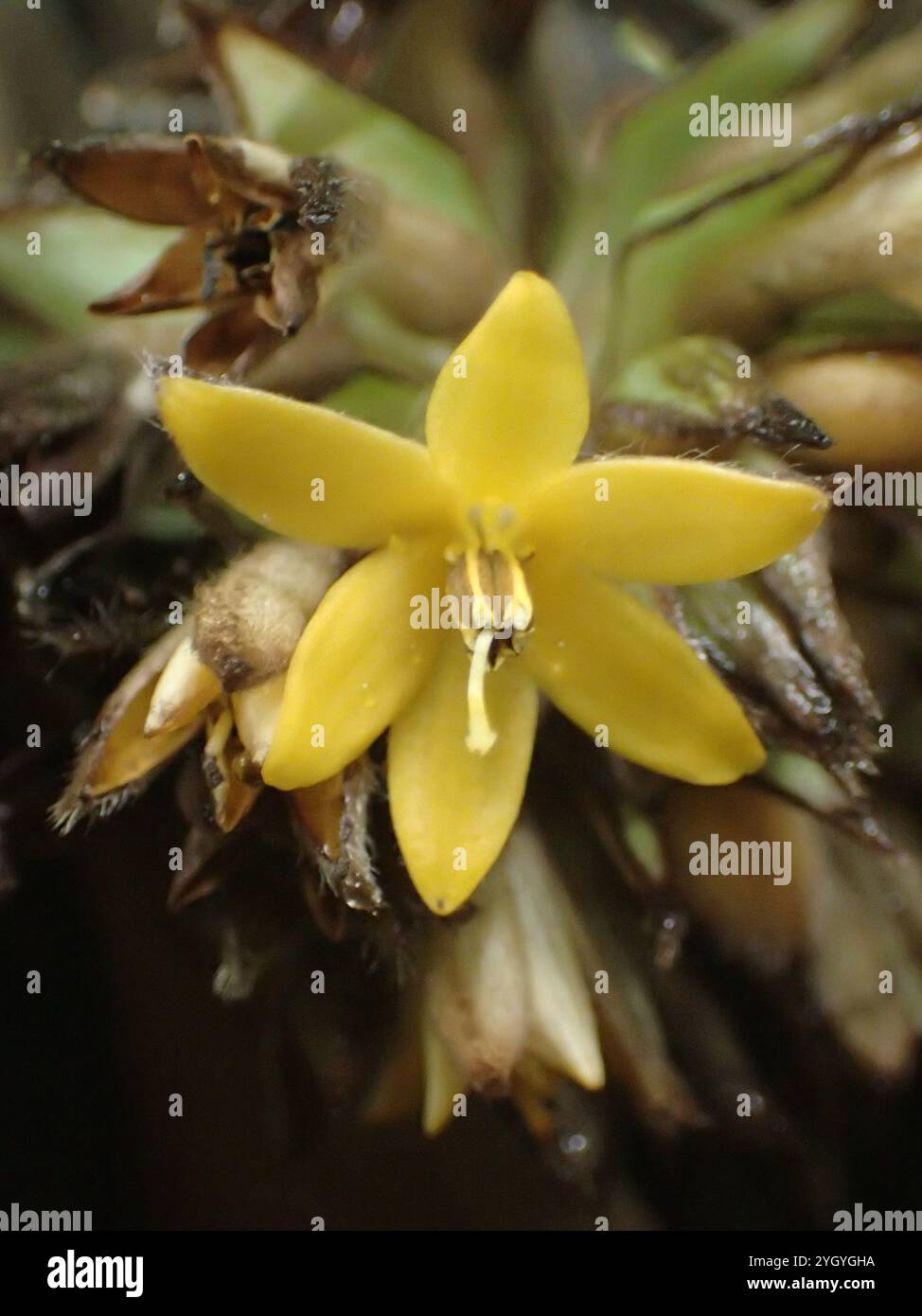 Palm Grass (Molineria capitulata Stock Photo - Alamy