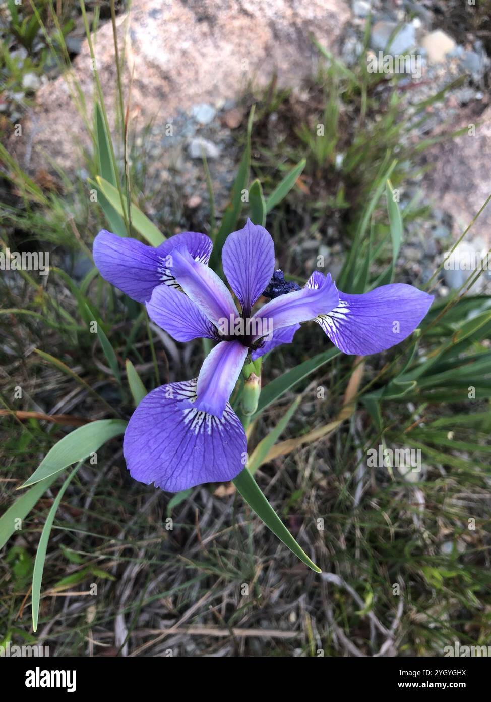 northern blue flag (Iris versicolor Stock Photo - Alamy