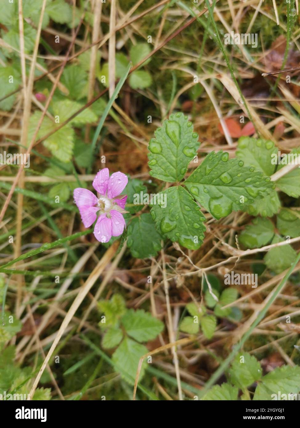 Arctic raspberry (Rubus arcticus Stock Photo - Alamy