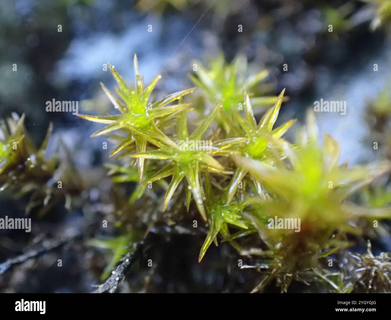 Yellow Fringe-moss (Racomitrium aciculare Stock Photo - Alamy