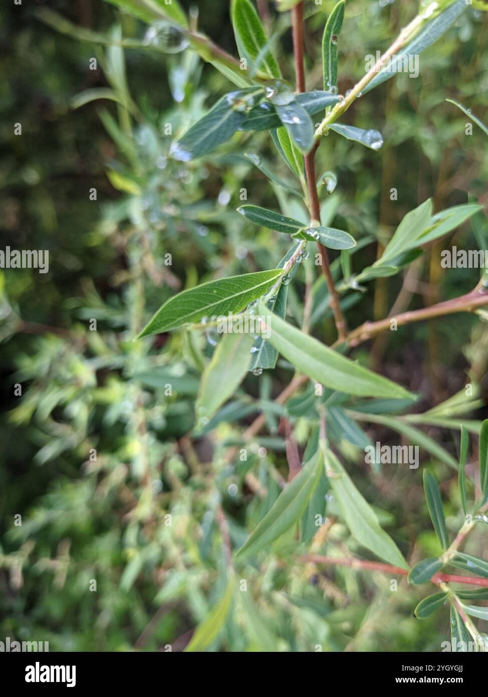 Purple Willow (Salix purpurea Stock Photo - Alamy