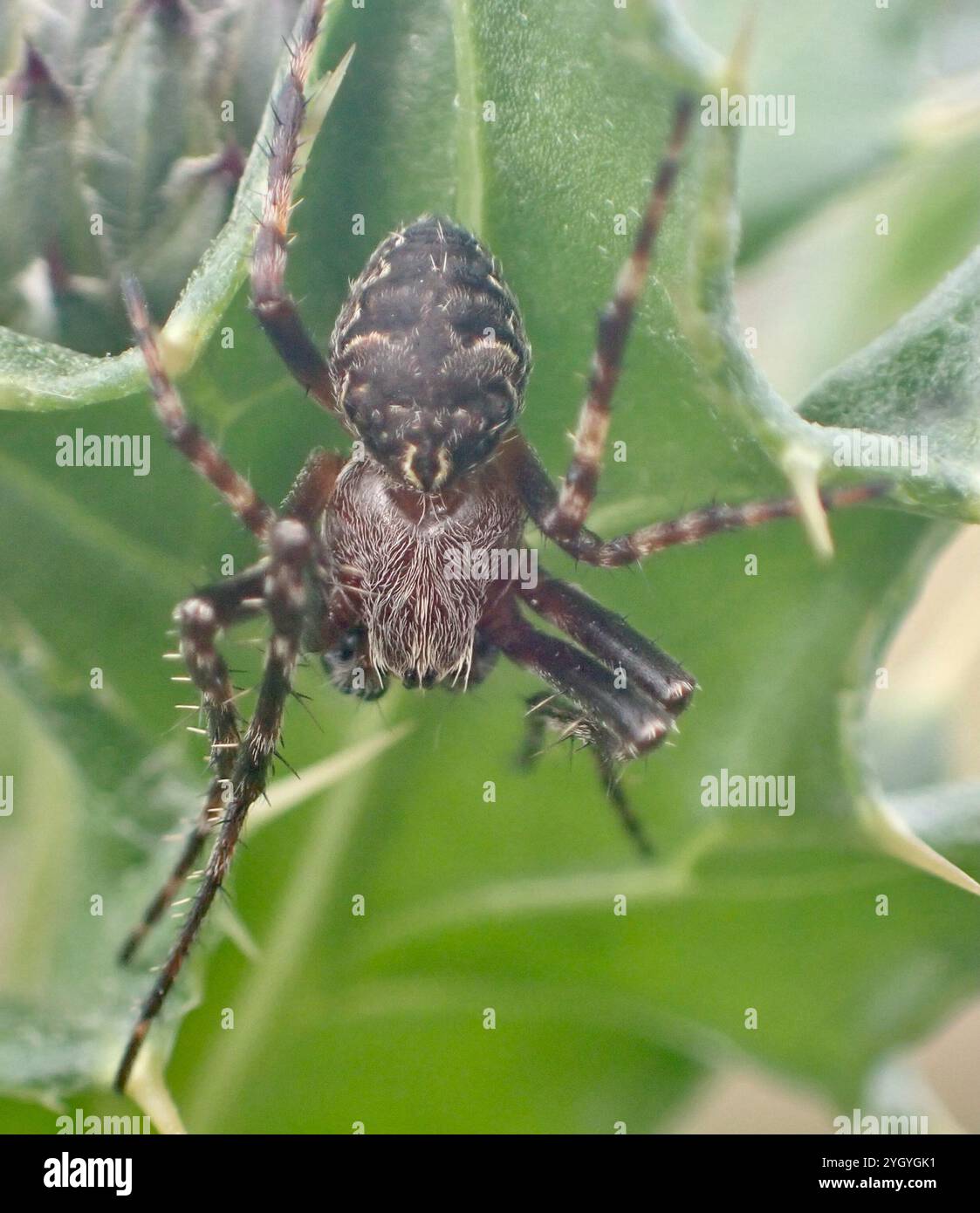 Furrow Spiders (Larinioides Stock Photo - Alamy