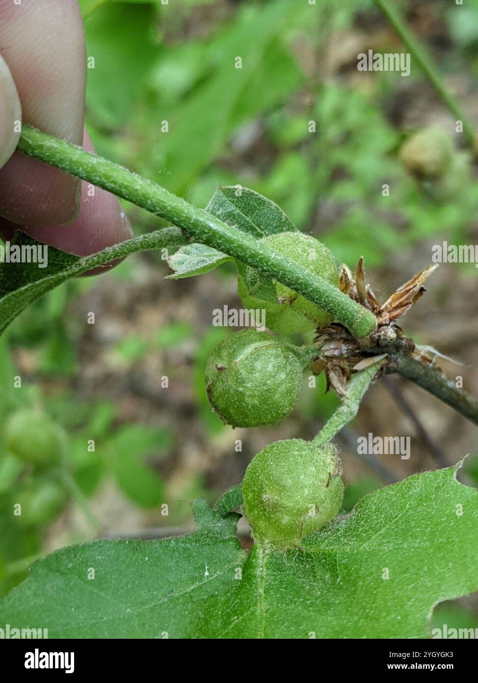 Succulent Oak Gall Wasp (Dryocosmus quercuspalustris Stock Photo - Alamy
