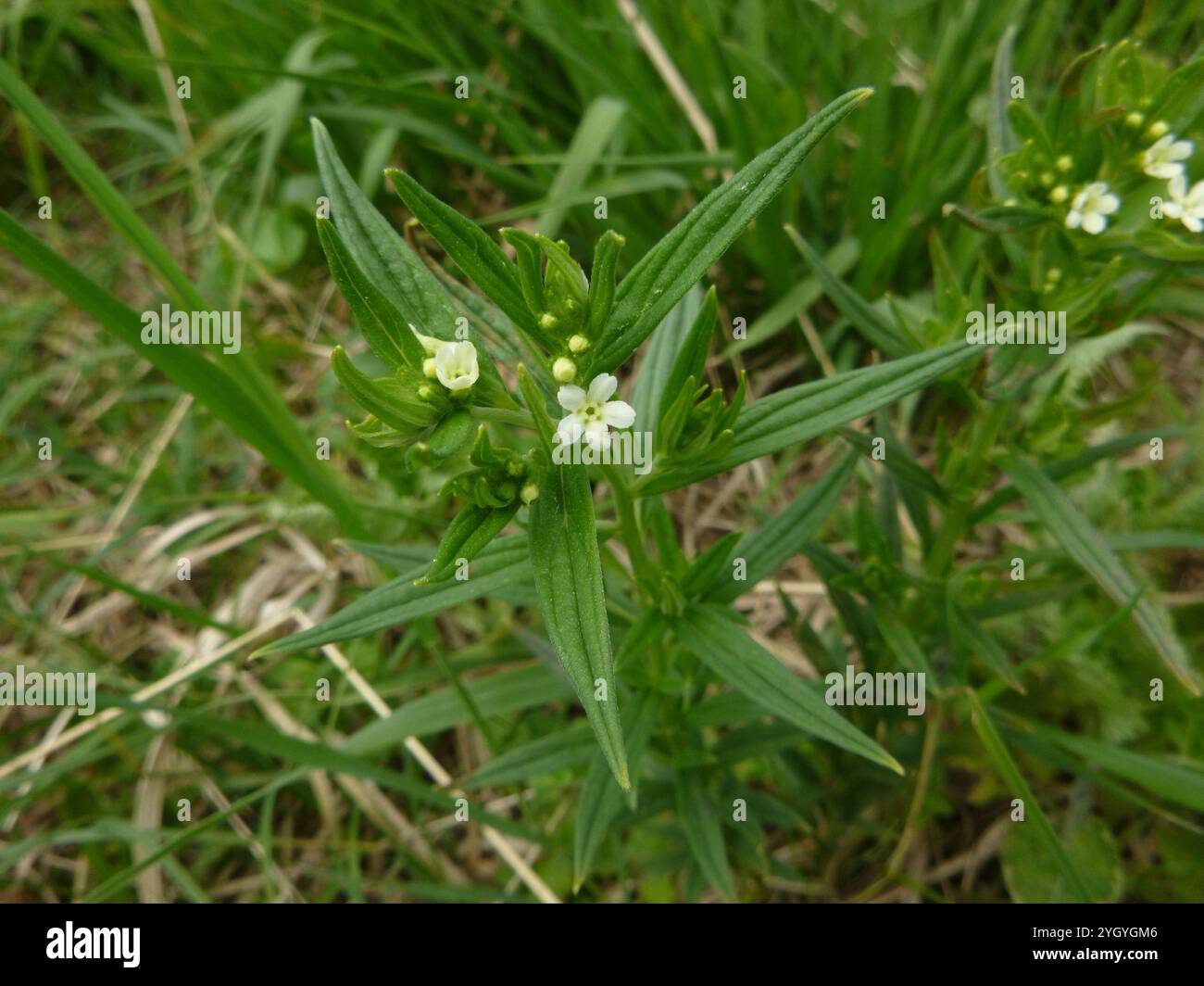 Common Gromwell (Lithospermum officinale Stock Photo - Alamy