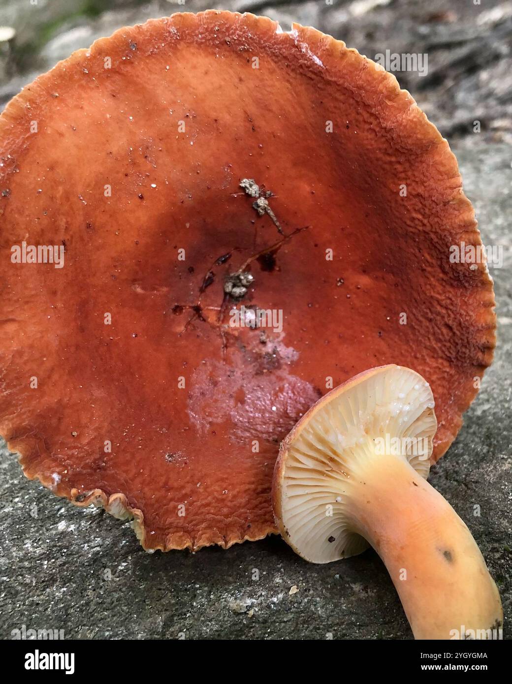 hygrophorus milkcap (Lactifluus hygrophoroides Stock Photo - Alamy