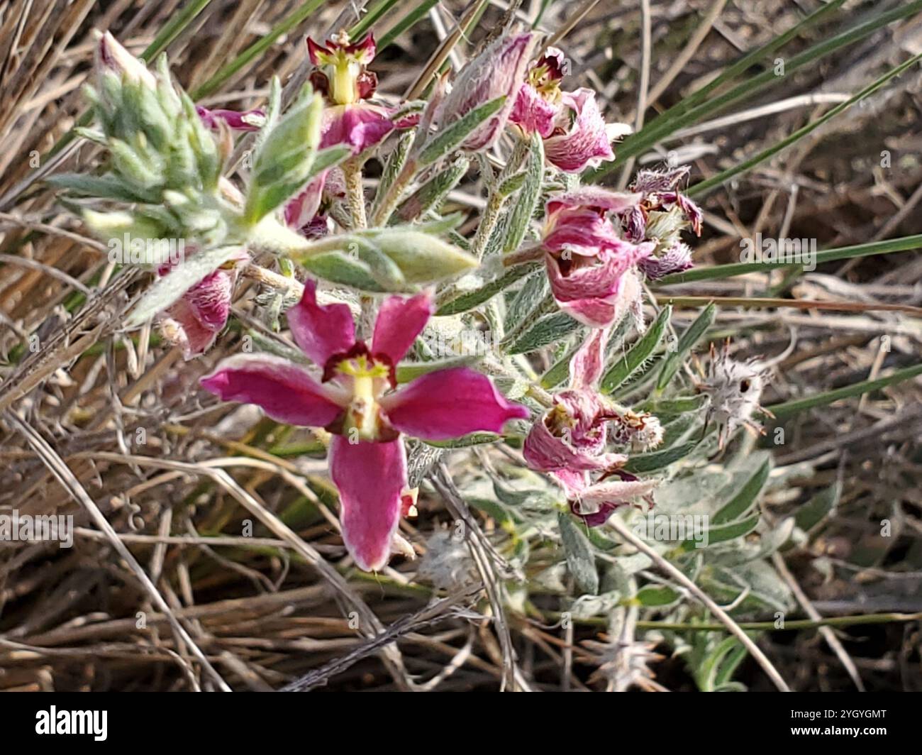 Krameria lanceolata hi-res stock photography and images - Alamy