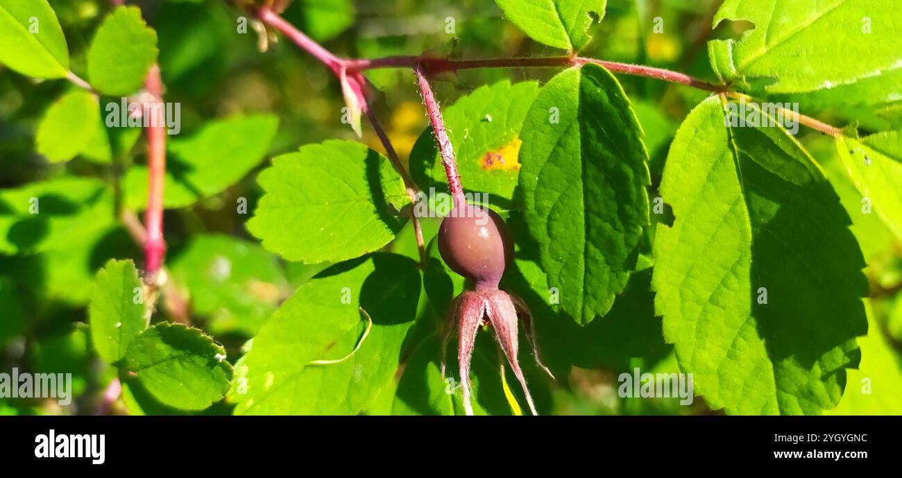 Cinnamon Rose (Rosa majalis Stock Photo - Alamy