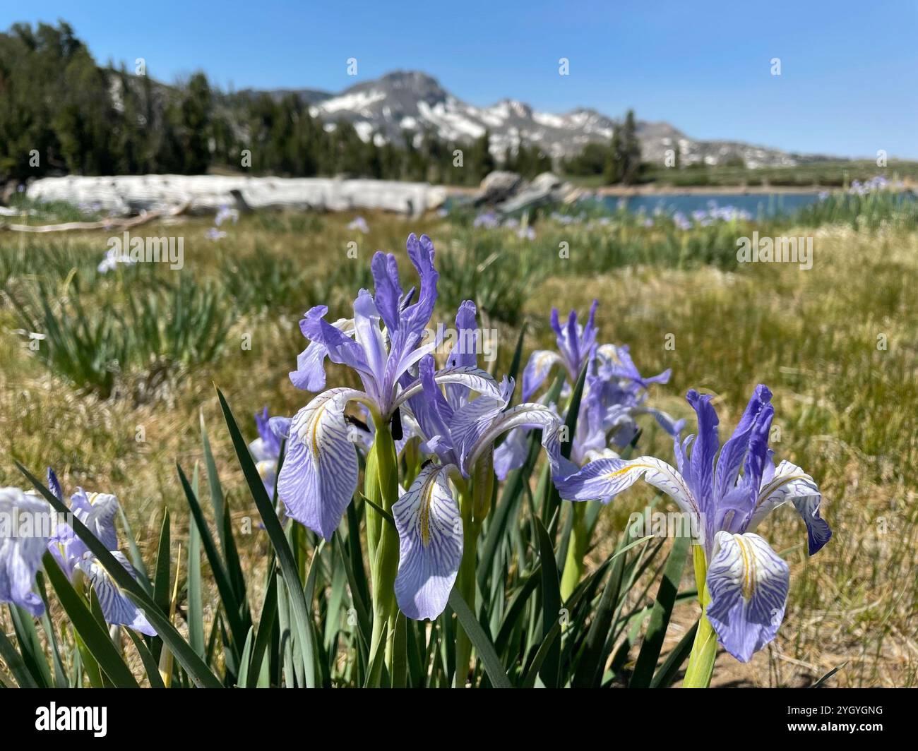 western blue flag (Iris missouriensis Stock Photo - Alamy