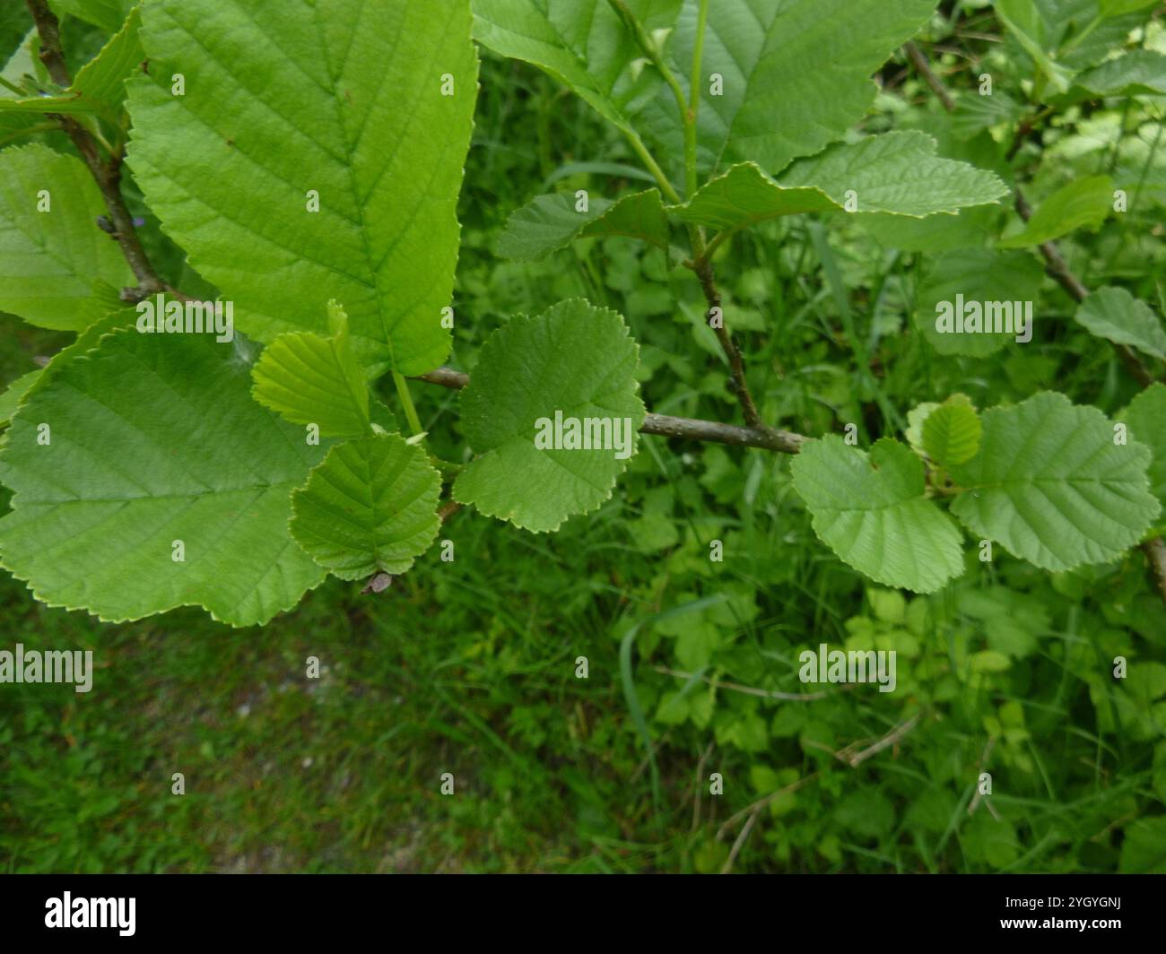 common alder (Alnus glutinosa Stock Photo - Alamy